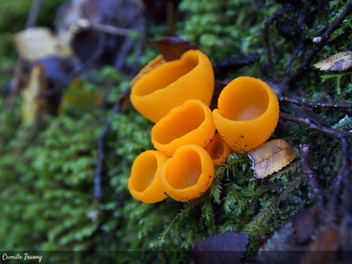 Aleuria aurantia | Hongos | Fin del Mundo - Tierra del Fuego, Ushuaia ...