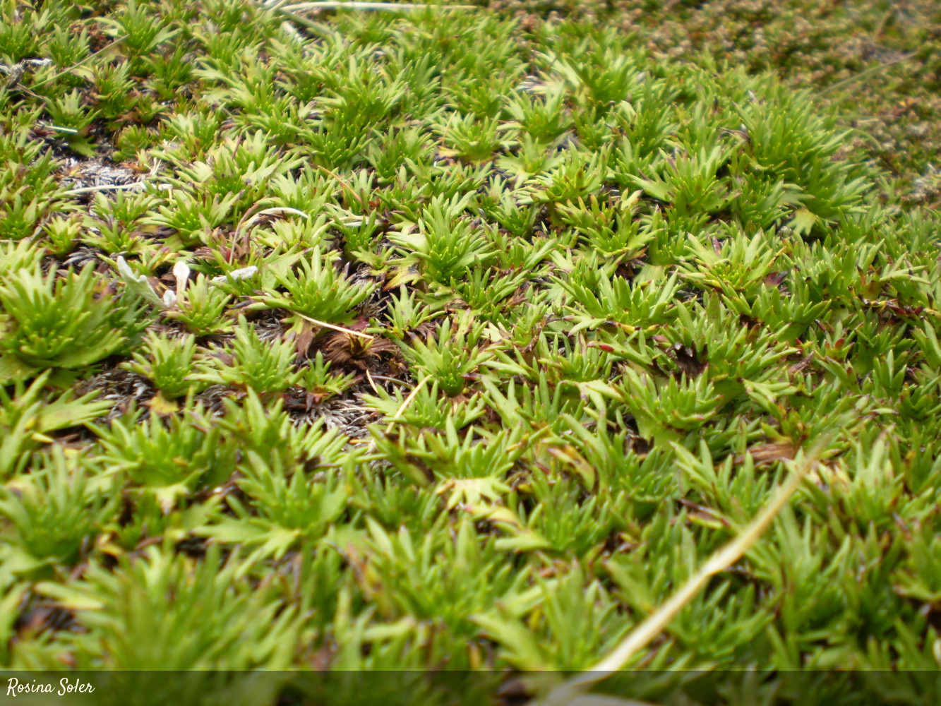 Azorella trifurcata | Dicotiledóneas | Fin del Mundo - Tierra del Fuego ...