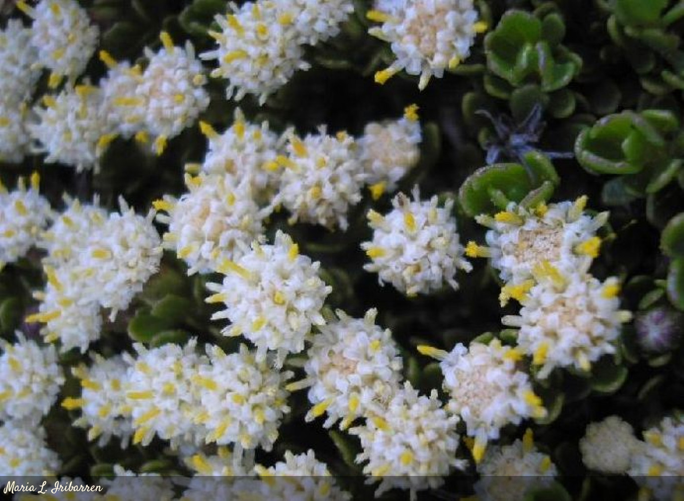 Baccaris magellanica | Dicotiledóneas | Fin del Mundo - Tierra del ...