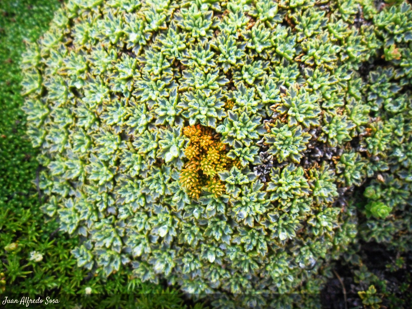 Bolax gummifera | Dicotiledóneas | Fin del Mundo - Tierra del Fuego ...