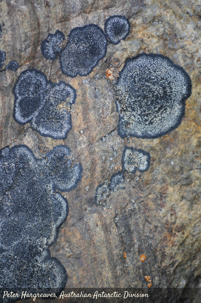 Buellia frigida | Líquen | Fin del Mundo - Tierra del Fuego, Ushuaia ...