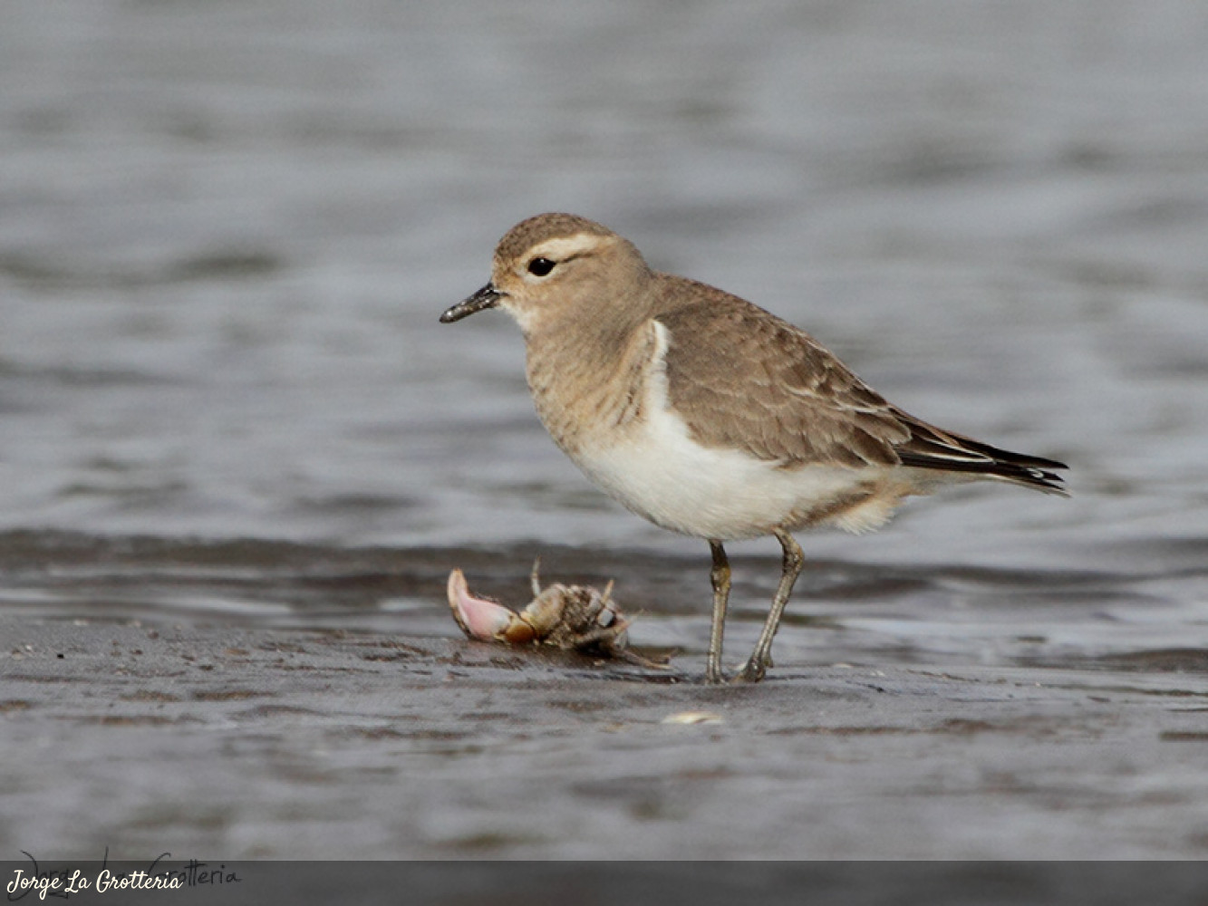 Charadrius modestus | Aves | Fin del Mundo - Tierra del Fuego, Ushuaia ...