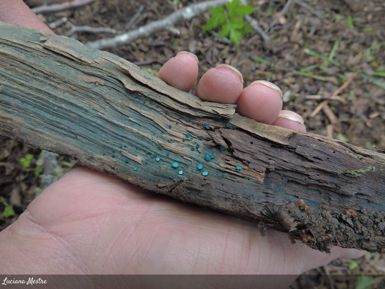 Chlorociboria aeruginosa | Hongos | Fin del Mundo - Tierra del Fuego ...