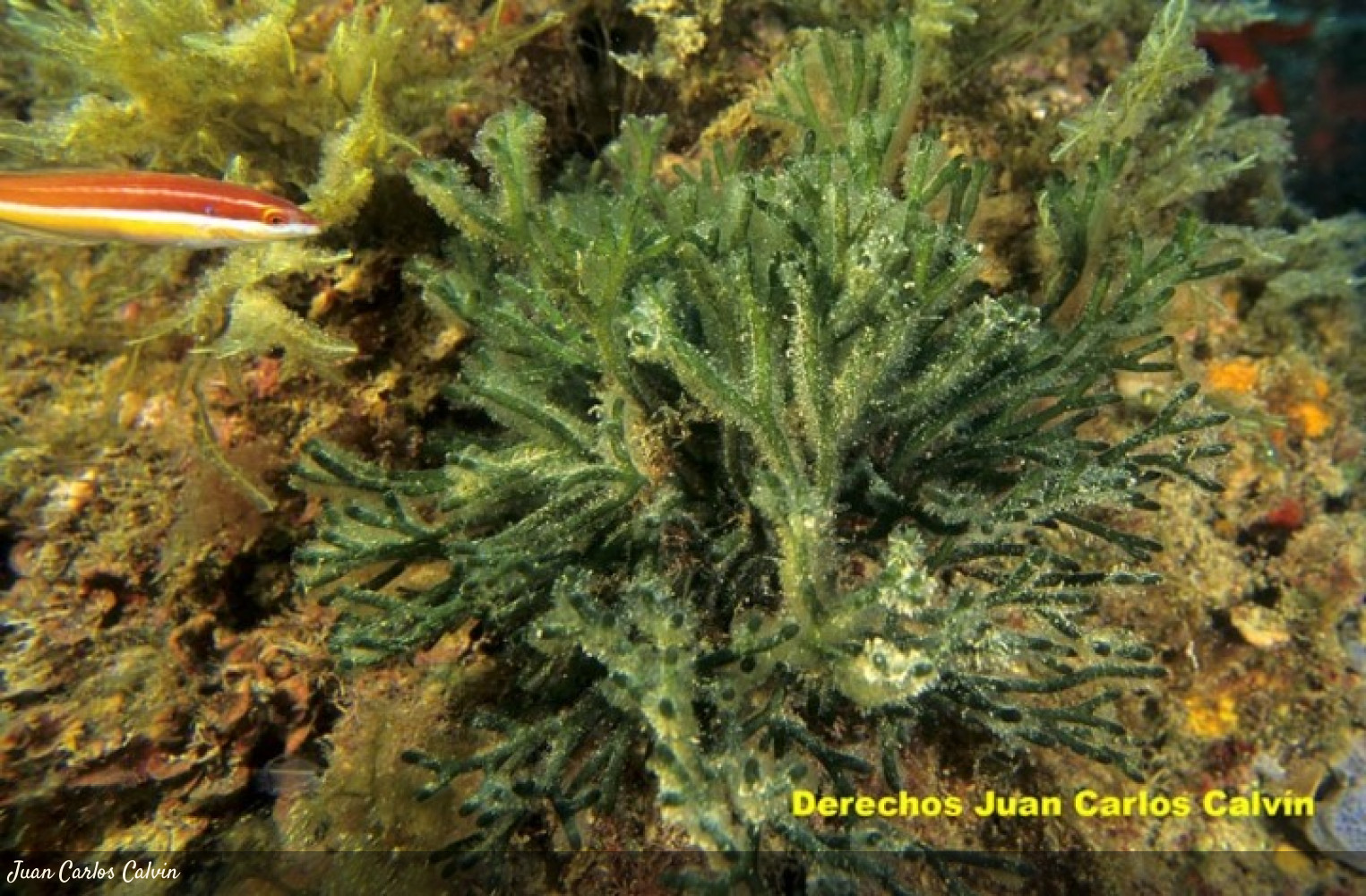 Codium vermilara | Algas | Fin del Mundo - Tierra del Fuego, Ushuaia ...