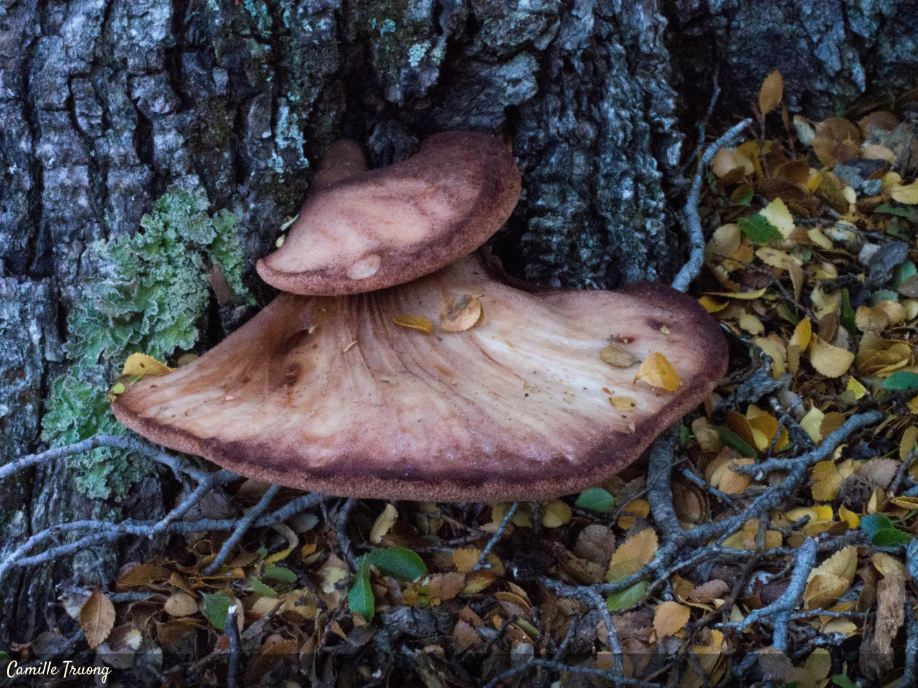 Fistulina hepática | Hongos | Fin del Mundo - Tierra del Fuego, Ushuaia ...