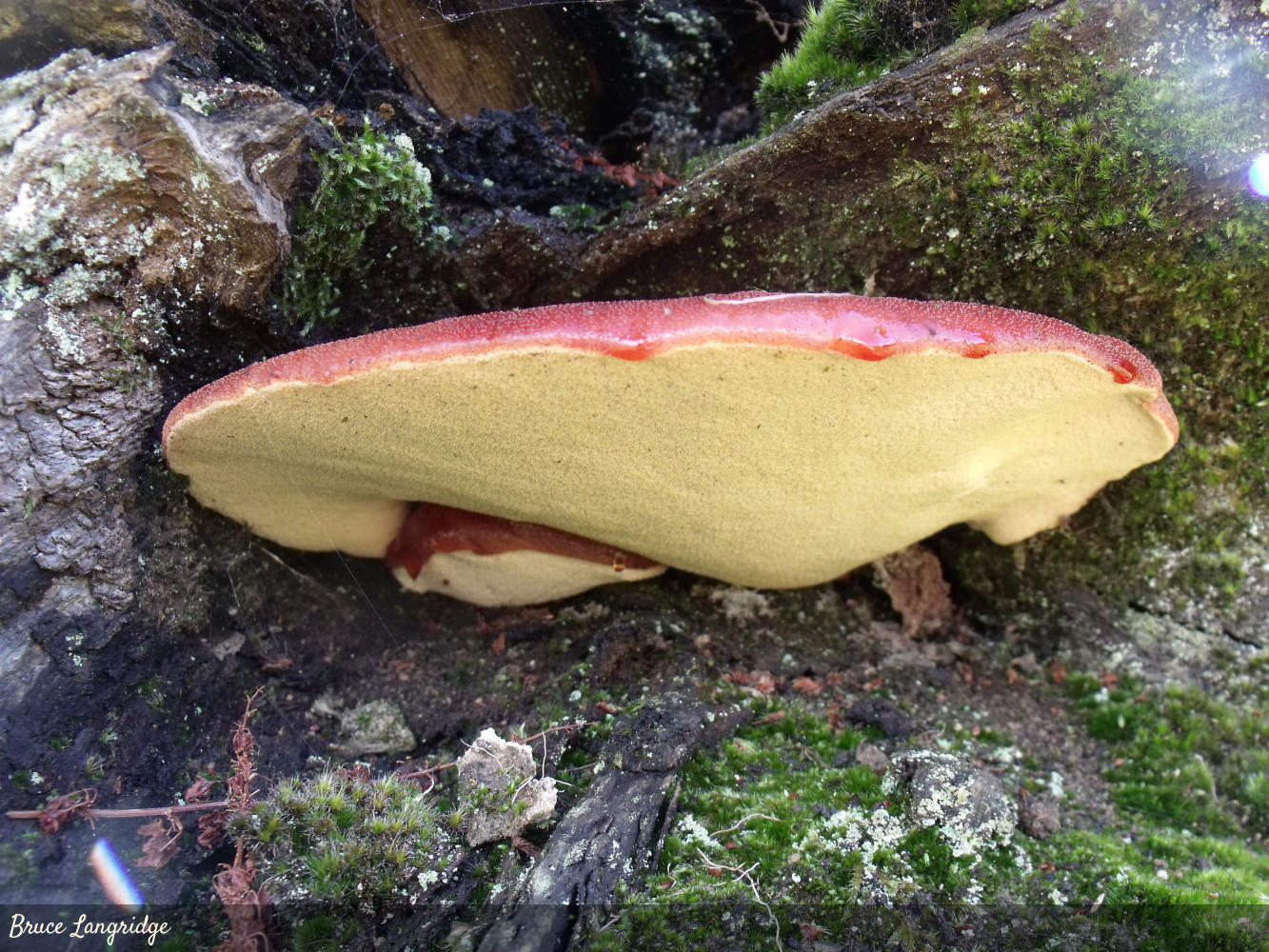 Fistulina hepática | Hongos | Fin del Mundo - Tierra del Fuego, Ushuaia ...