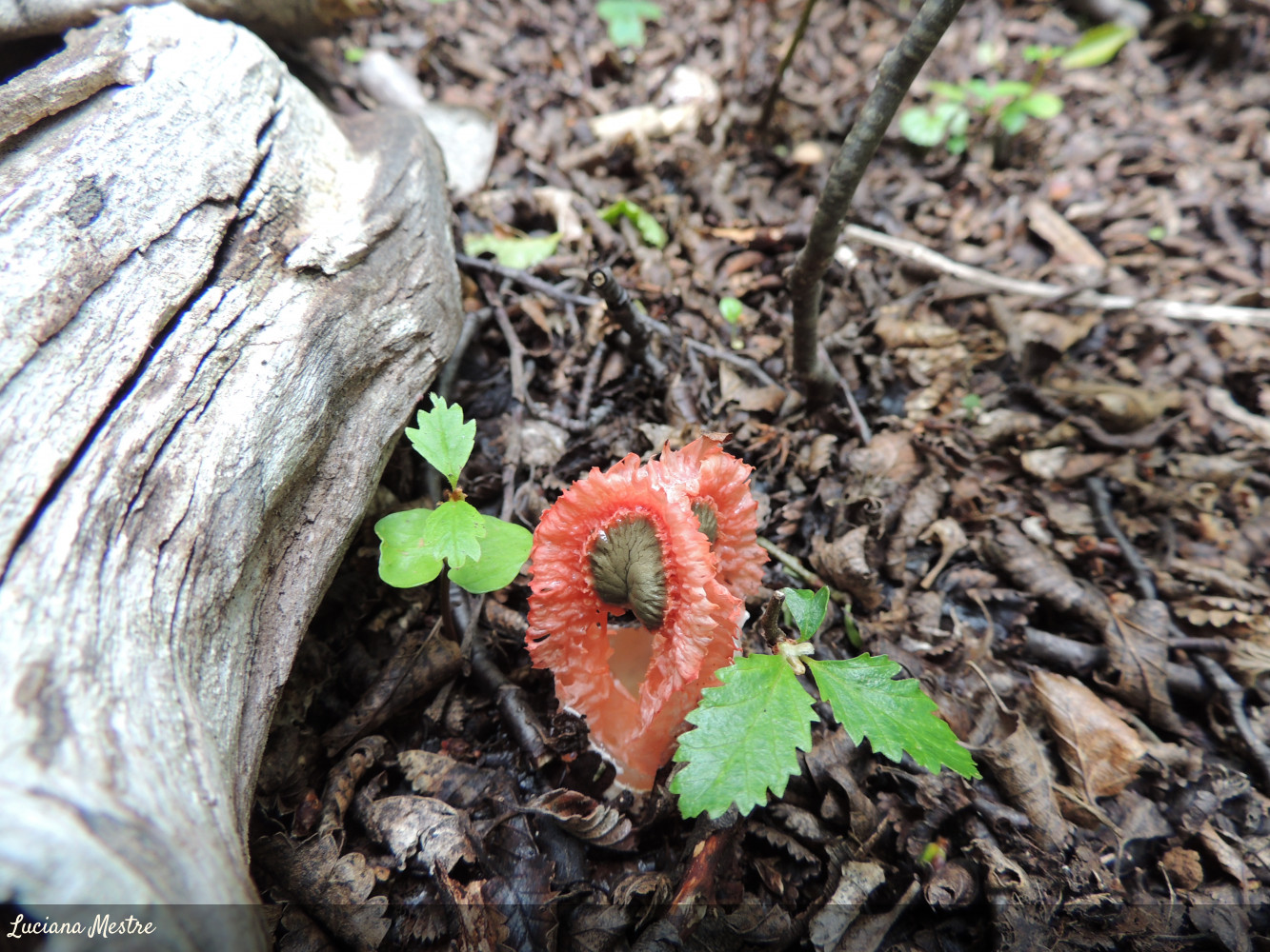 Laternea triscapa | Hongos | Fin del Mundo - Tierra del Fuego, Ushuaia ...
