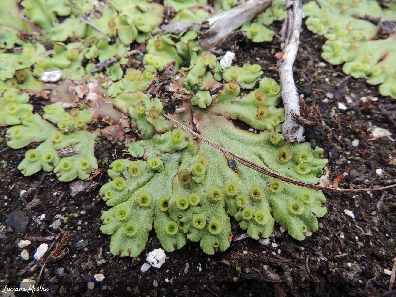 Marchantia polymorpha | Briófitas | Fin del Mundo - Tierra del Fuego ...