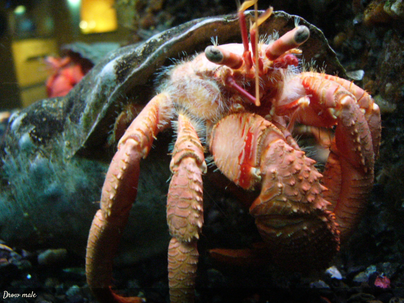 Pagurus comptus | Crustáceos | Fin del Mundo - Tierra del Fuego ...