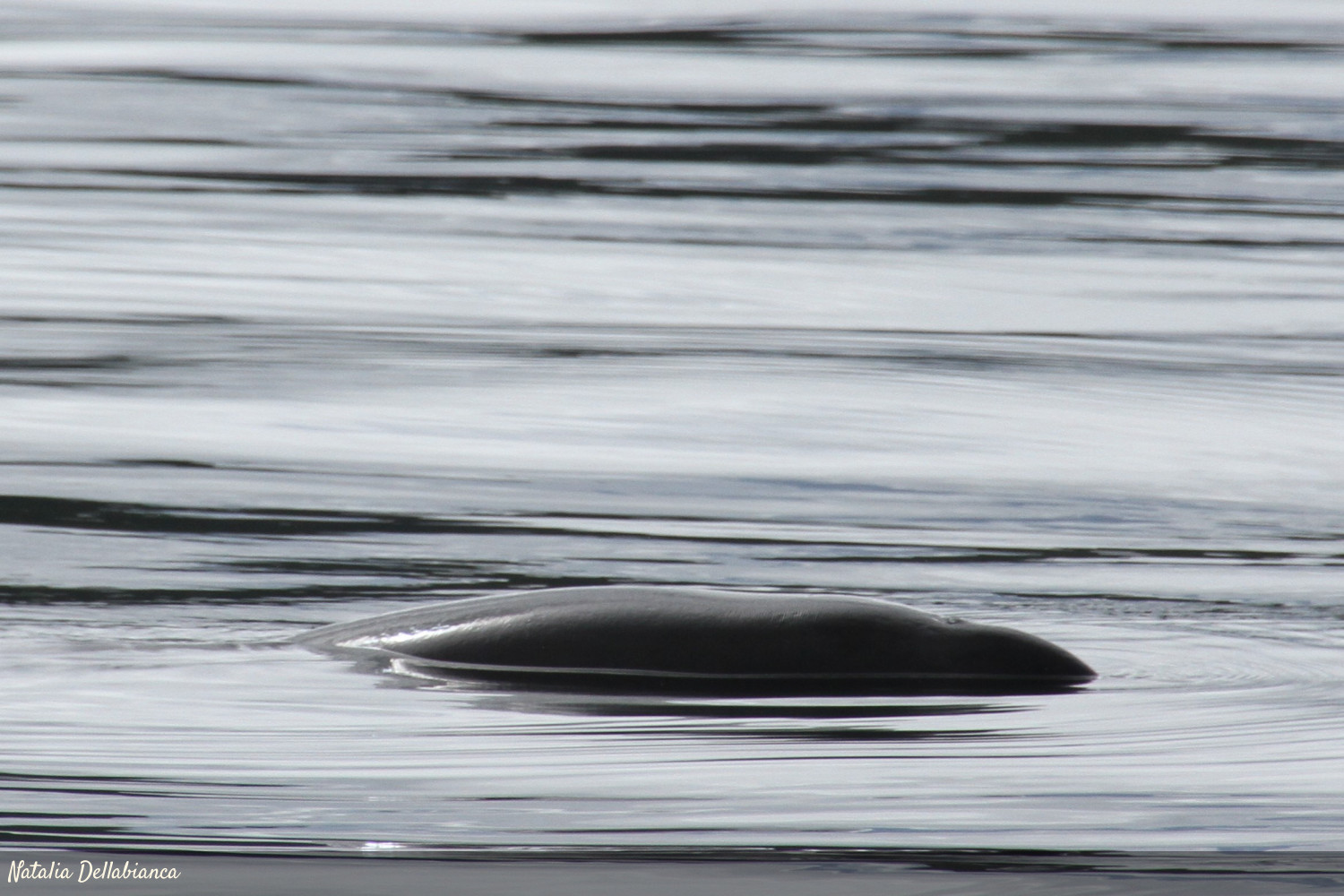 Phocoena spinipinnis | Mamíferos | Fin del Mundo - Tierra del Fuego ...