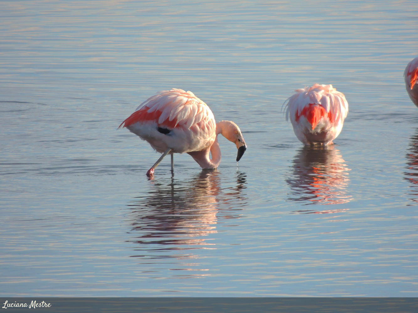 Phoenicopterus chilensis | Aves | Fin del Mundo - Tierra del Fuego ...