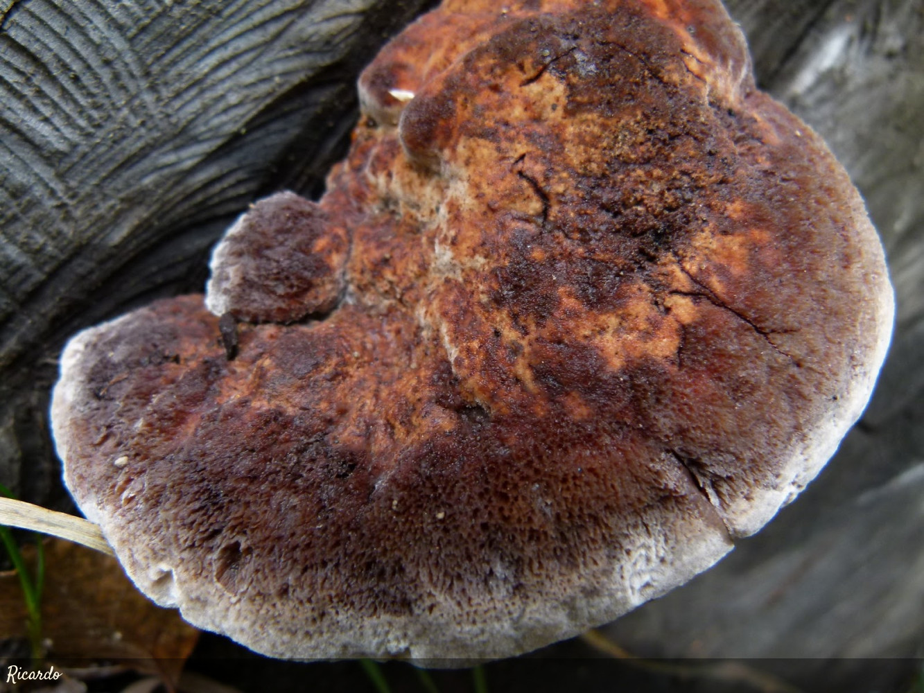 Postia pelliculosa | Hongos | Fin del Mundo - Tierra del Fuego, Ushuaia ...