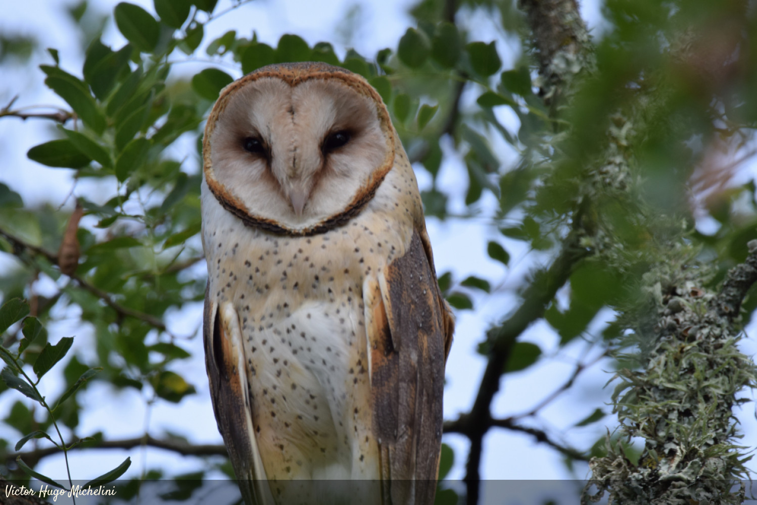 Tyto alba | Aves | Fin del Mundo - Tierra del Fuego, Ushuaia, Antartida, Patagonia, Argentina