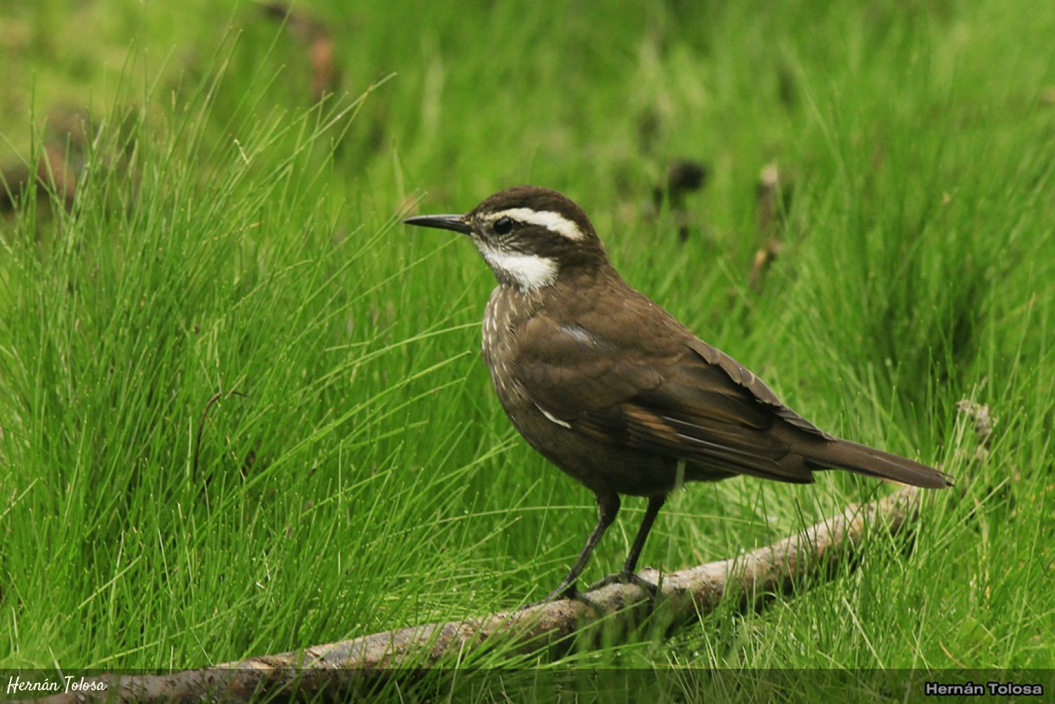 Cinclodes patagonicus | Aves | Fin del Mundo - Tierra del Fuego ...