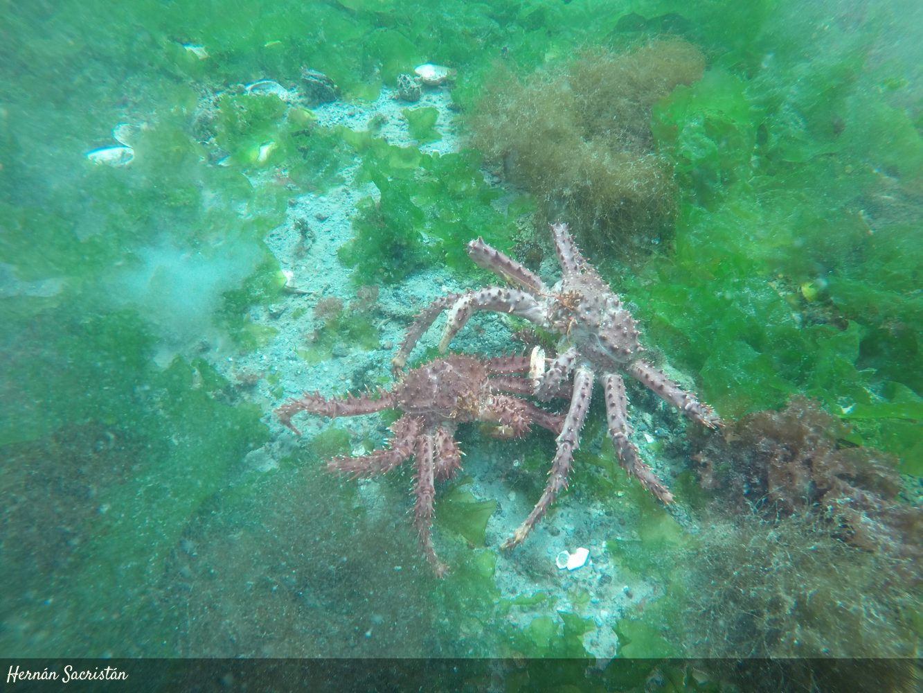 Lithodes santolla | Crustáceos | Fin del Mundo - Tierra del Fuego ...