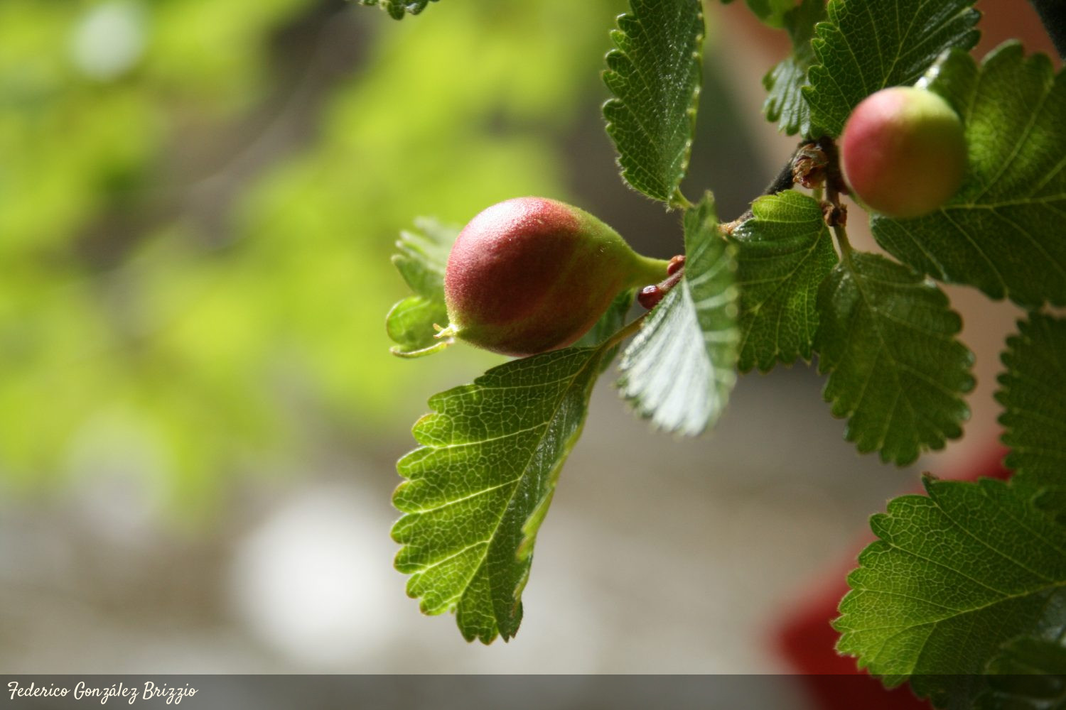 Nothofagus pumilio | Dicotiledóneas | Fin del Mundo - Tierra del Fuego ...