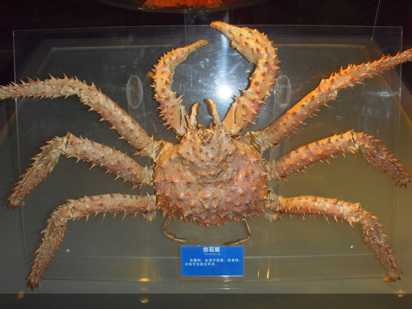 Lithodes santolla | Crustáceos | Fin del Mundo - Tierra del Fuego ...