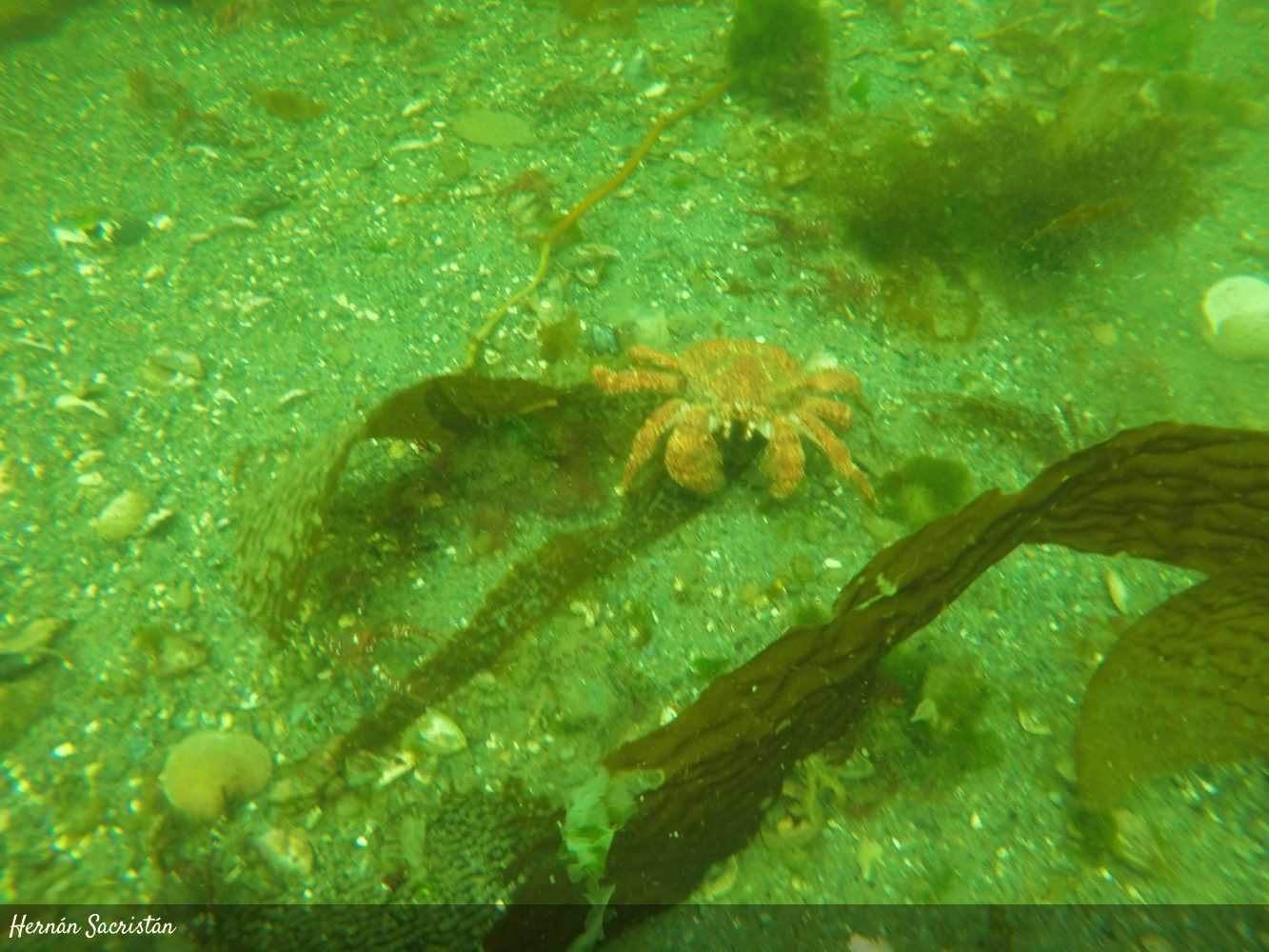 Paralomis granulosa | Crustáceos | Fin del Mundo - Tierra del Fuego ...