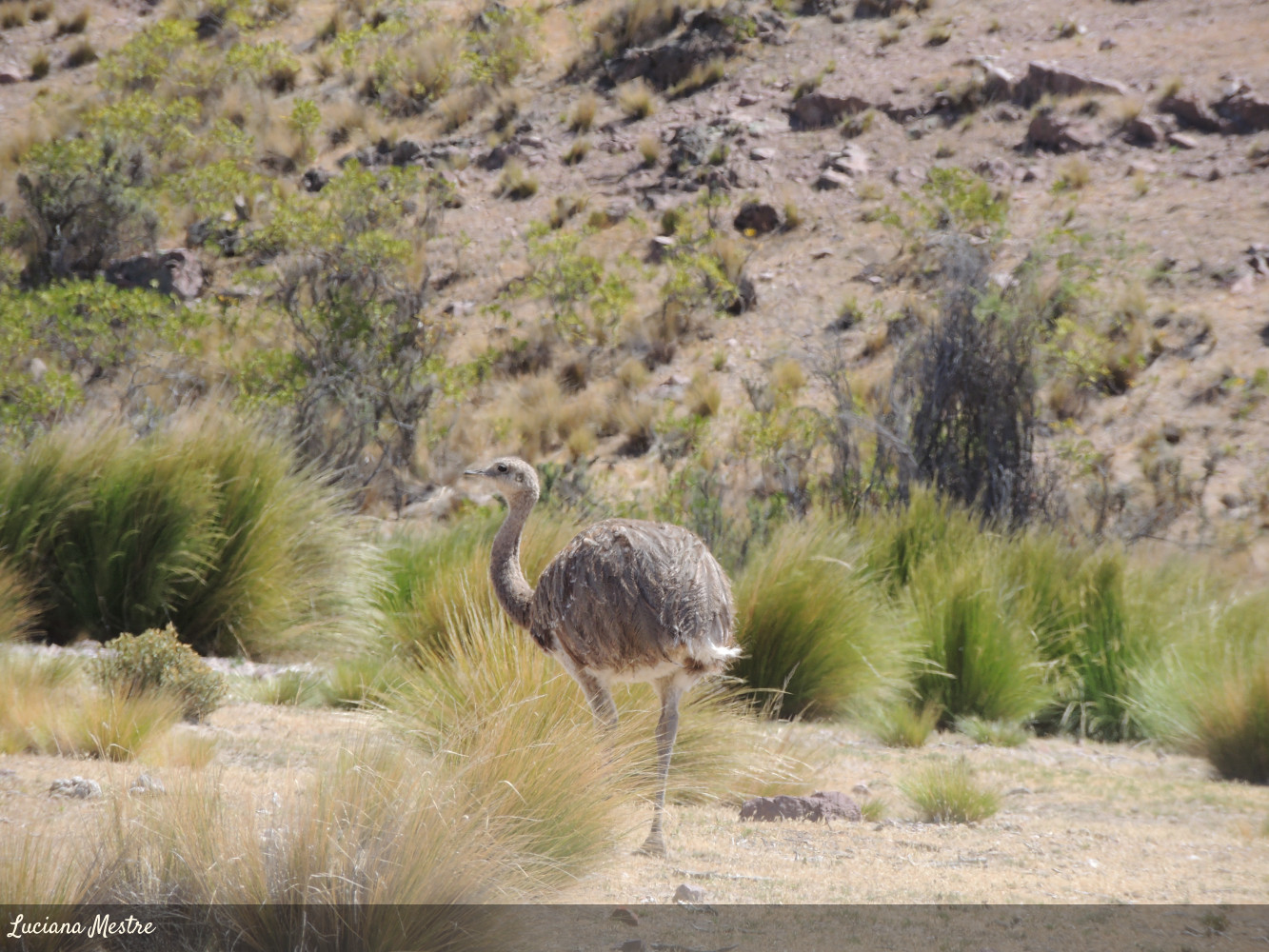 Pterocnemia pennata | Aves | Fin del Mundo - Tierra del Fuego, Ushuaia ...